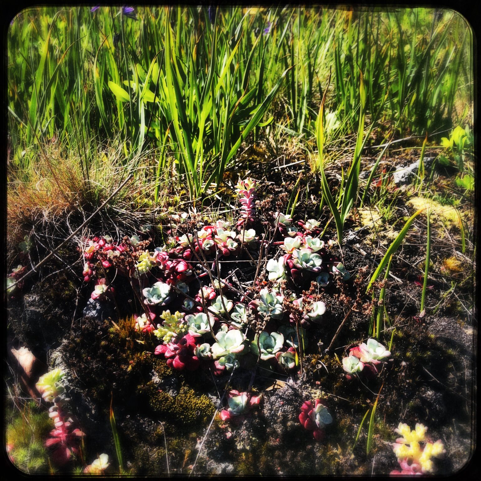 Artists on Yellow Island - Friends of the San Juans