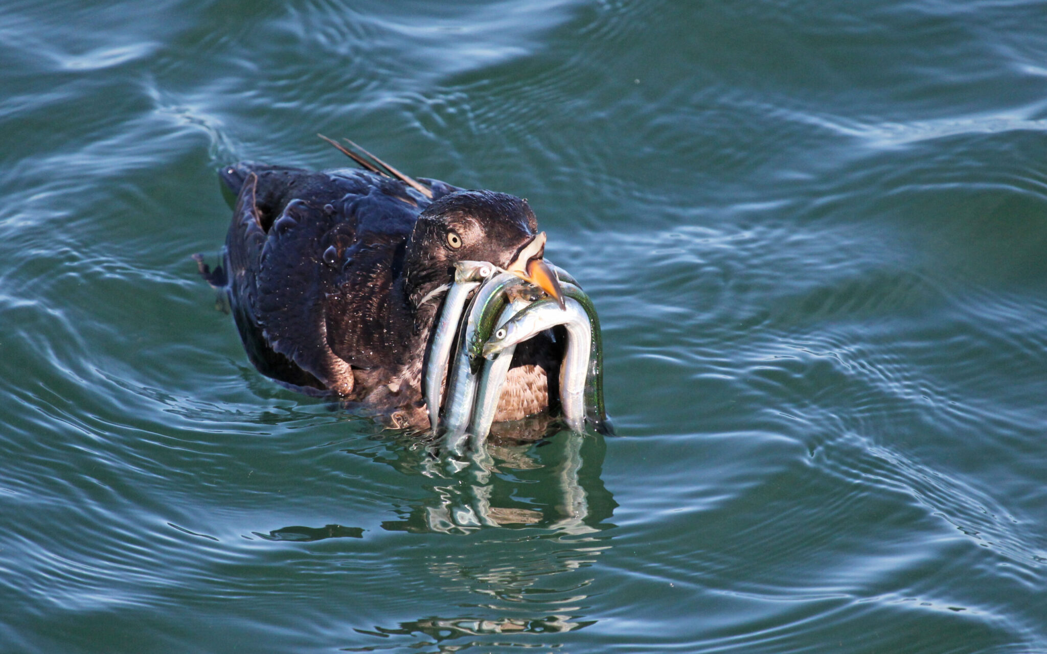 Restoring Shorelines, Reviving Ecosystems: A Look Ahead - Friends of ...